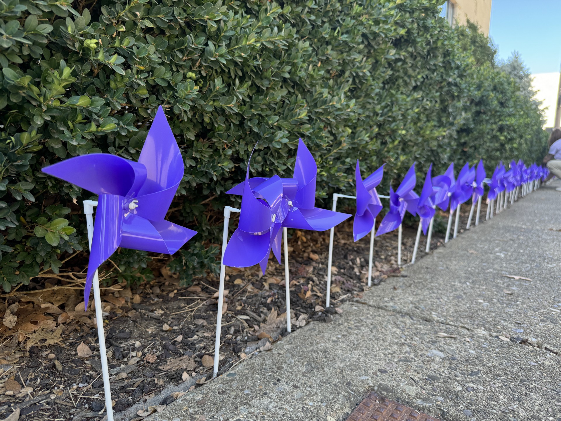 Purple pinwheels planted in downtown Charleston for Domestic Violence ...